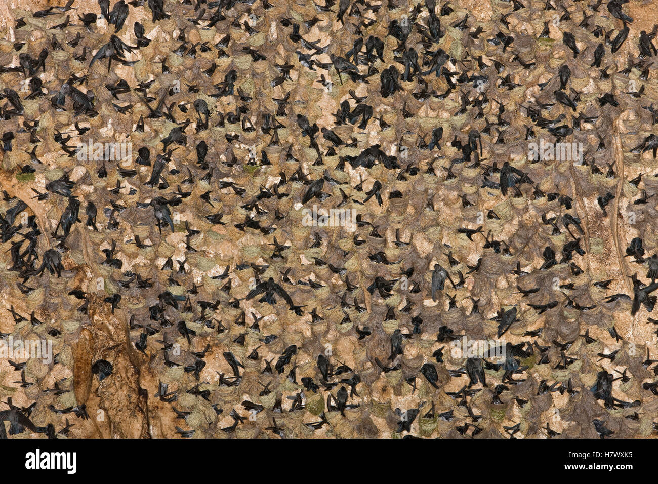 Cave Swiftlet (Collocalia linchi) breeding colony in cave, Christmas ...