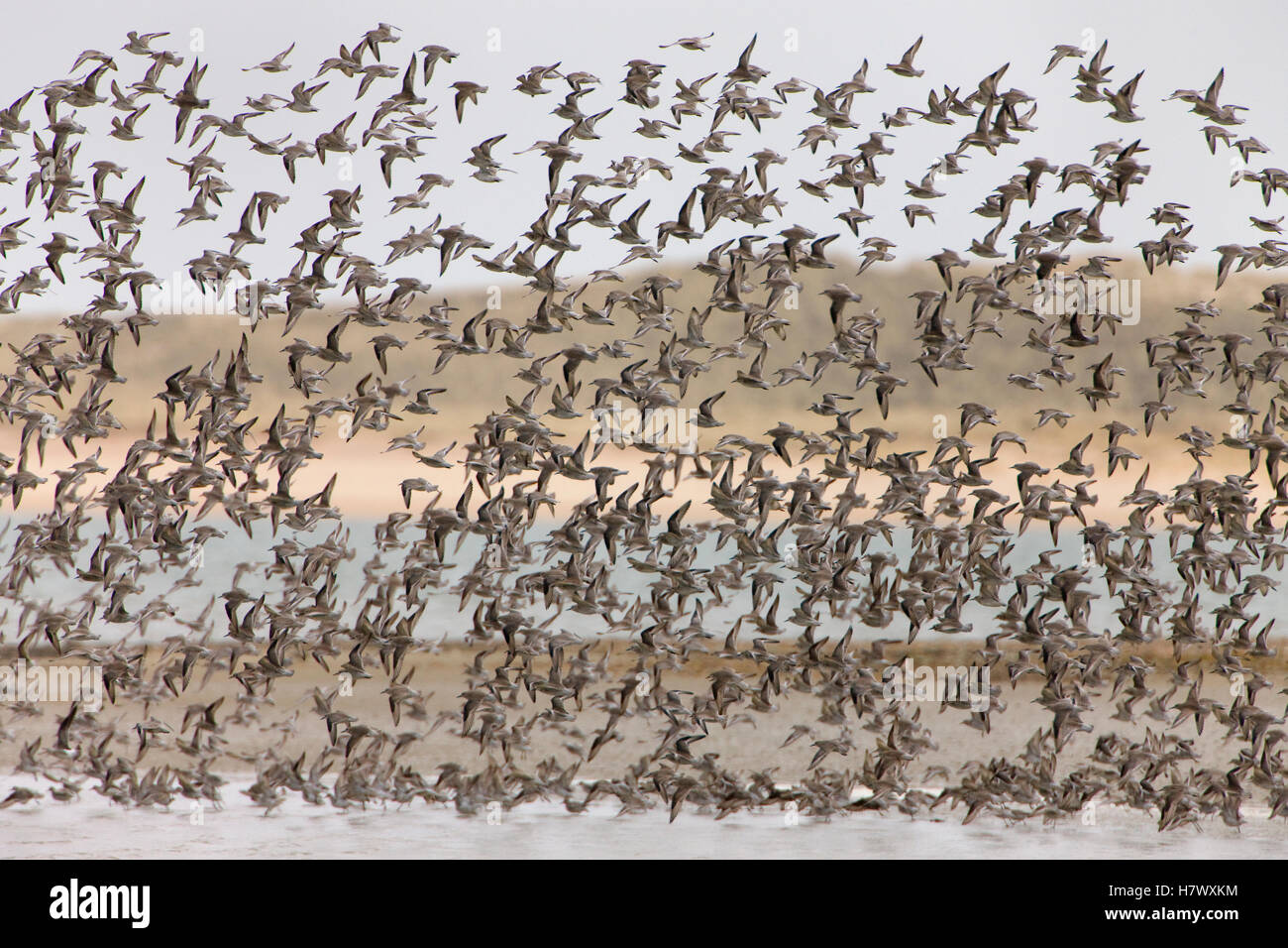 Red Knot (Calidris canutus) flock during migration, Sylt Island ...