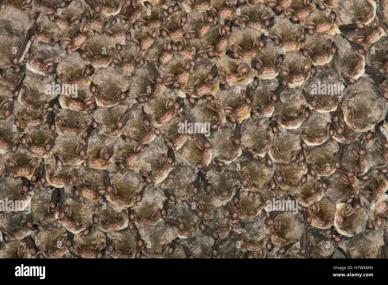 Schreibers' Long-fingered Bat (Miniopterus schreibersii) group ...