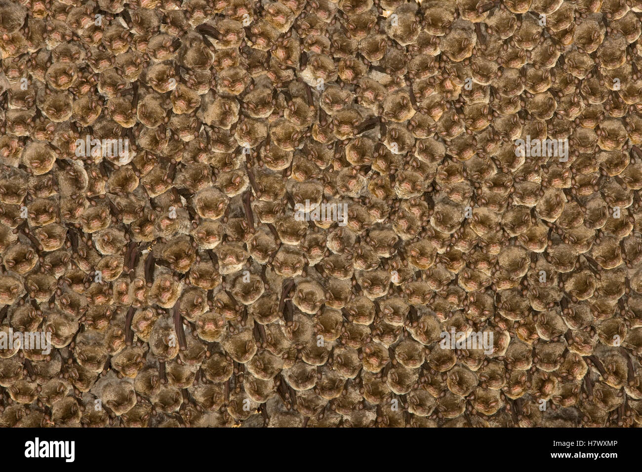 Schreibers' Long-fingered Bat (Miniopterus schreibersii) group ...