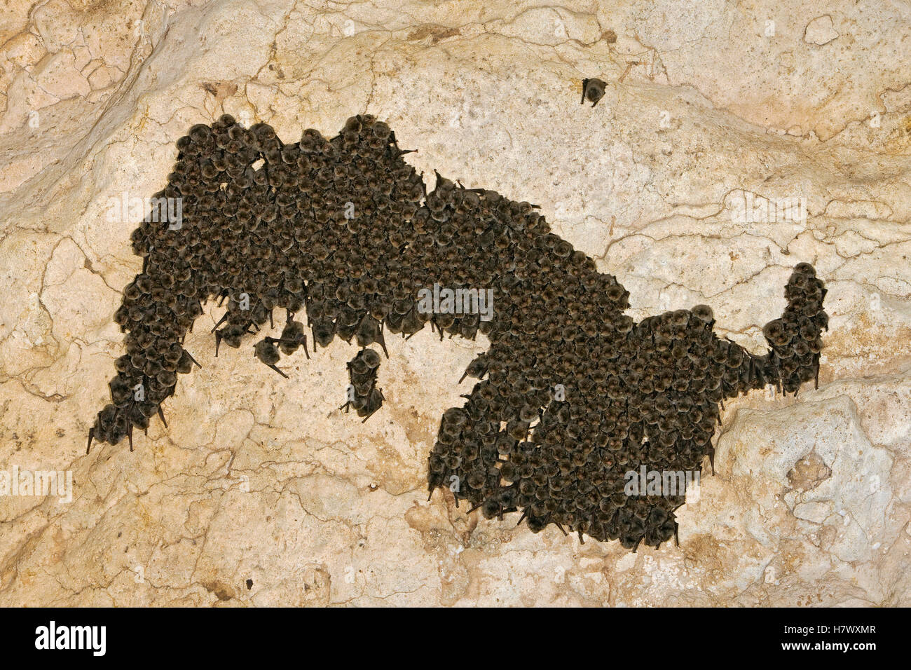 Schreibers' Long-fingered Bat (Miniopterus schreibersii) colony ...