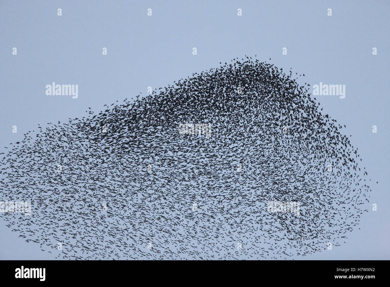 Common Starling (Sturnus vulgaris) flock flying in formation to confuse ...