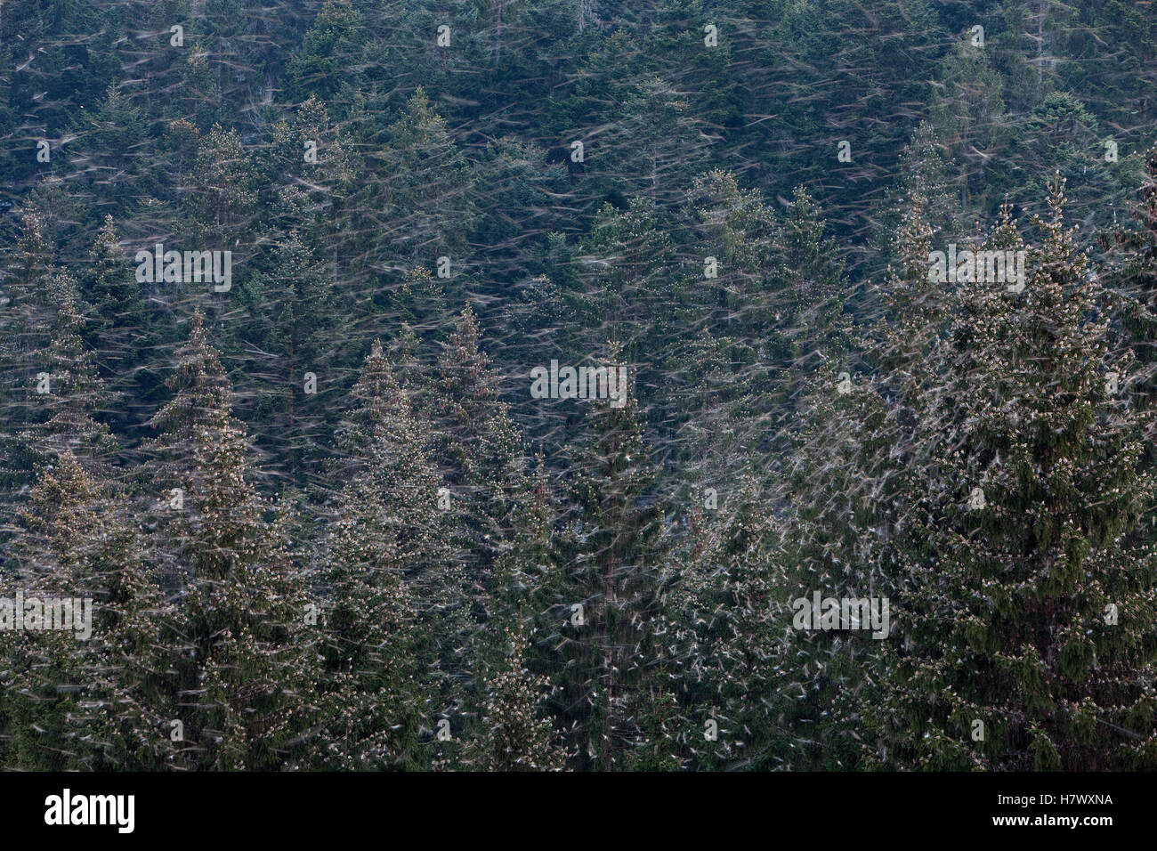 Brambling (Fringilla montifringilla) flock, four million, returning to ...