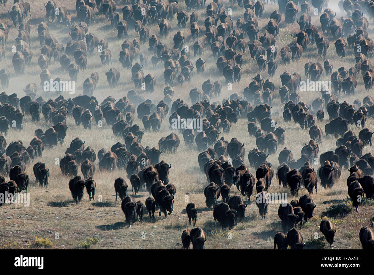 American Bison (Bison bison) herd stampeding, South Dakota Stock Photo ...