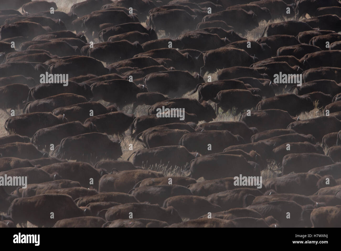 American Bison (Bison bison) herd stampeding, South Dakota Stock Photo ...