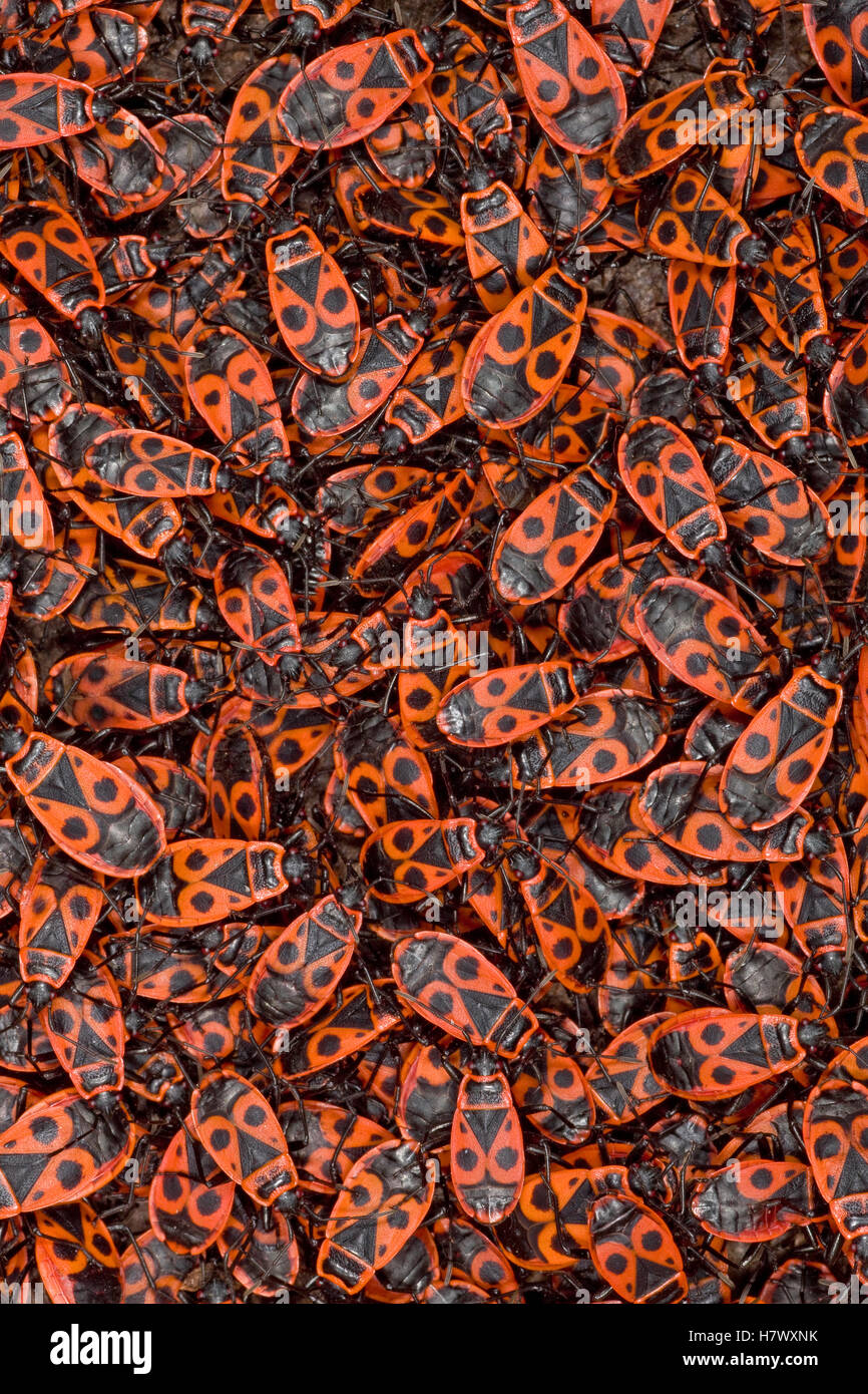 Fire Bug (Pyrrhocoris apterus) mass, Germany Stock Photo - Alamy