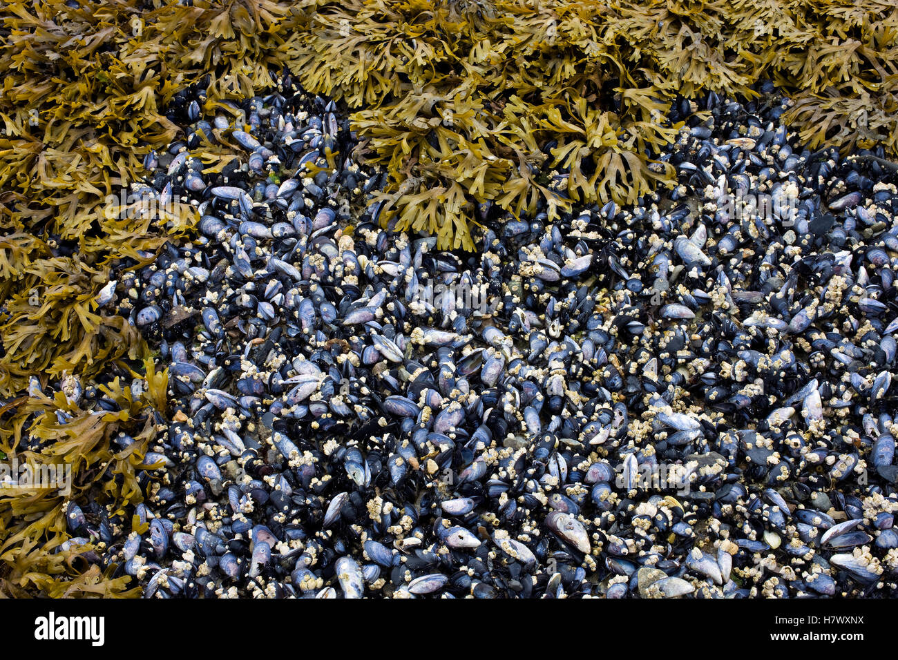 Pacific Blue Mussel (Mytilus trossulus) group covered with barnacles ...