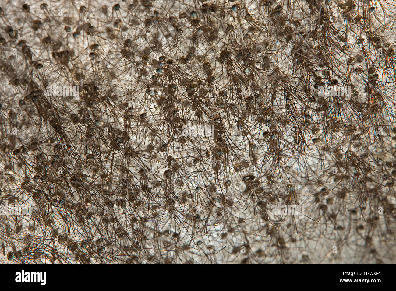 Harvestman (Leiobunum sp) mass, Germany Stock Photo - Alamy