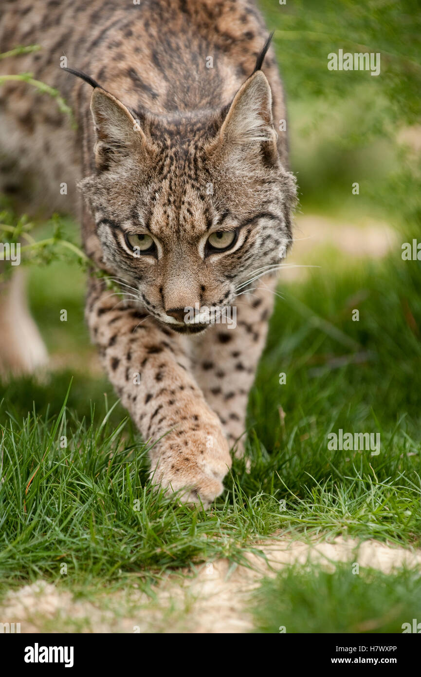 Spanish Lynx (Lynx pardinus) at captive breeding center, Andalusia ...