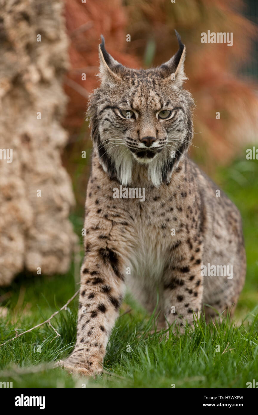 Spanish Lynx (Lynx pardinus) at captive breeding center, Andalusia ...