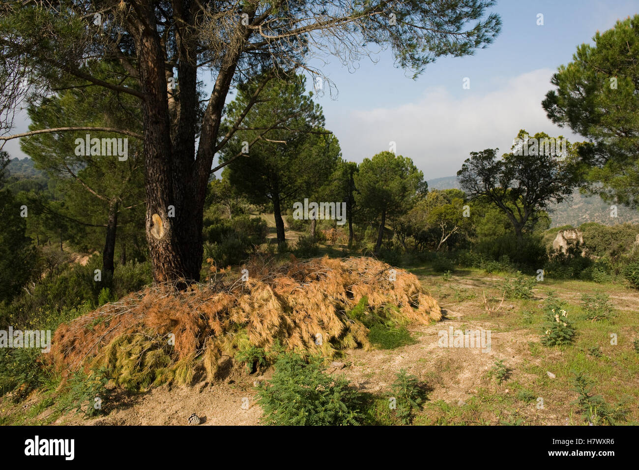 Artificial rabbit den within a wild rabbit breeding enclosure which is ...