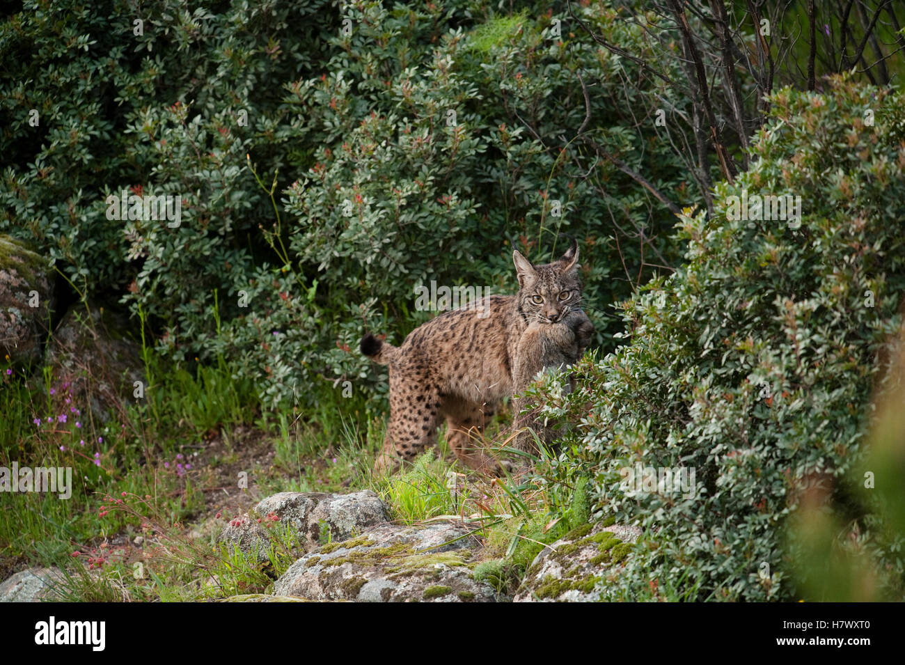 Spanish Lynx (Lynx pardinus) female with European Rabbit (Oryctolagus ...