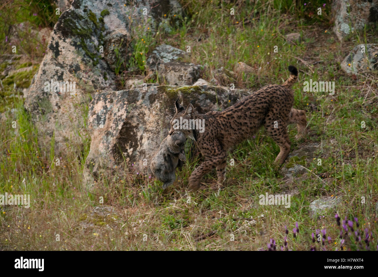 Spanish Lynx (Lynx pardinus) female with European Rabbit (Oryctolagus ...