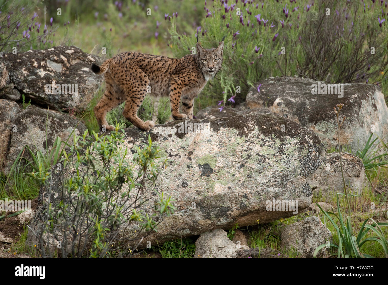 Spanish Lynx (Lynx pardinus) female, Sierra de Andujar Natural Park ...