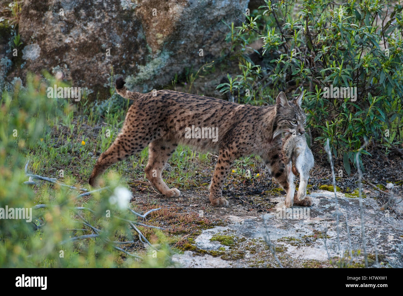Spanish Lynx (Lynx pardinus) female with European Rabbit (Oryctolagus ...