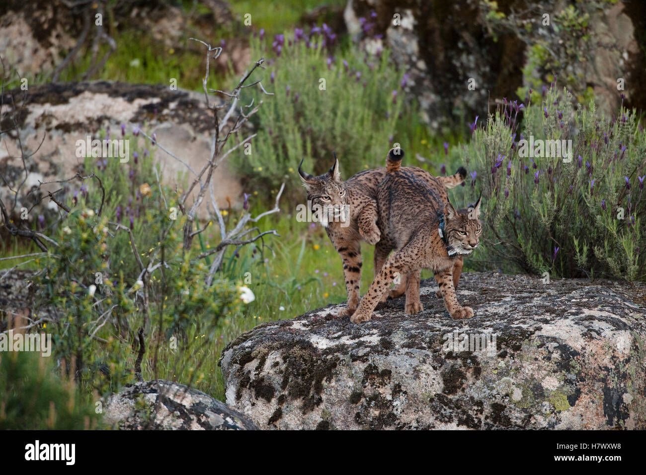 Spanish Lynx (Lynx pardinus) female and one year old male offspring ...