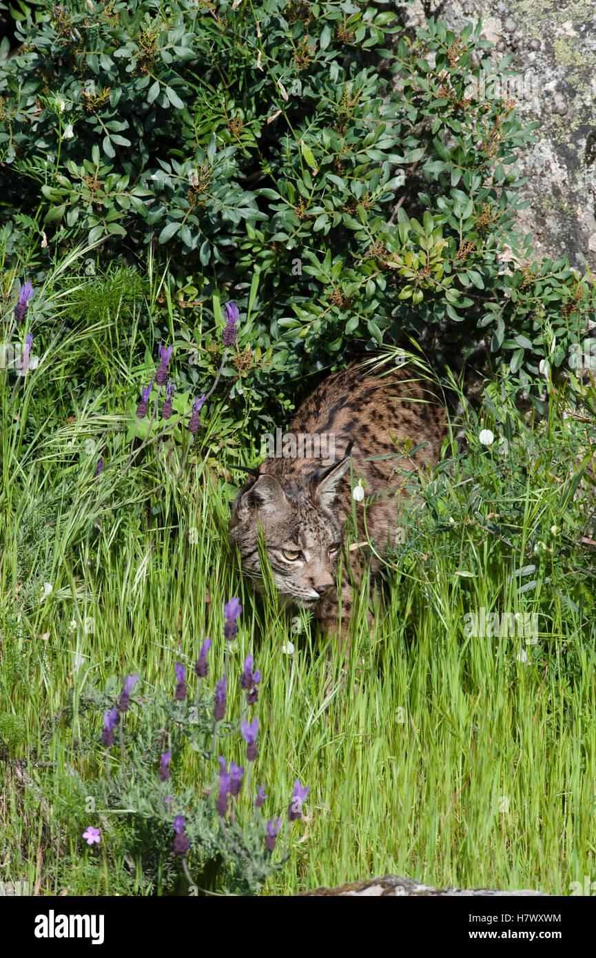 Spanish Lynx (Lynx pardinus) female stalking, Sierra de Andujar Natural ...