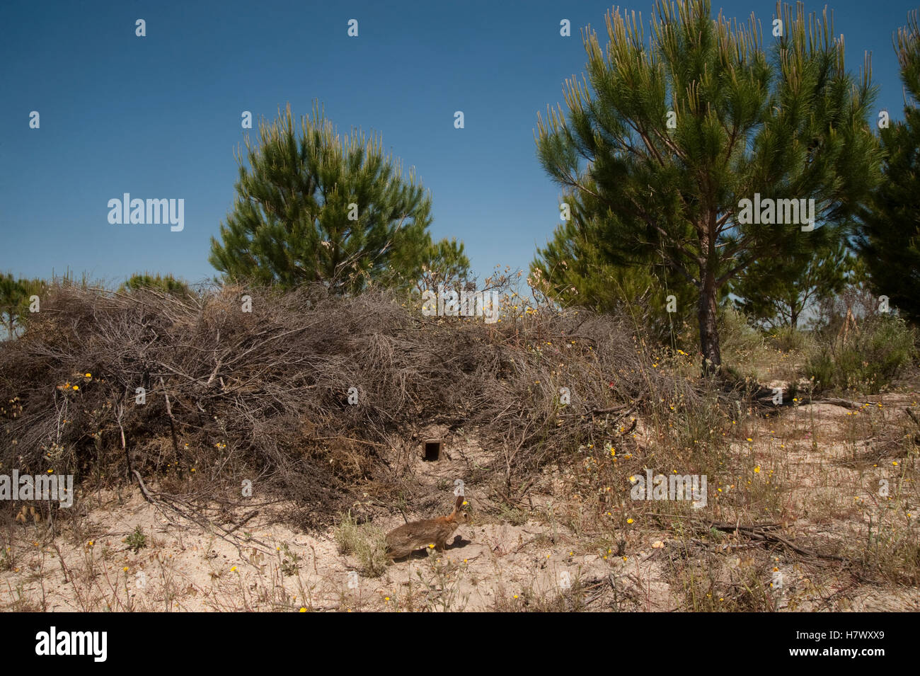 European Rabbit (Oryctolagus cuniculus) at an artificial rabbit den ...