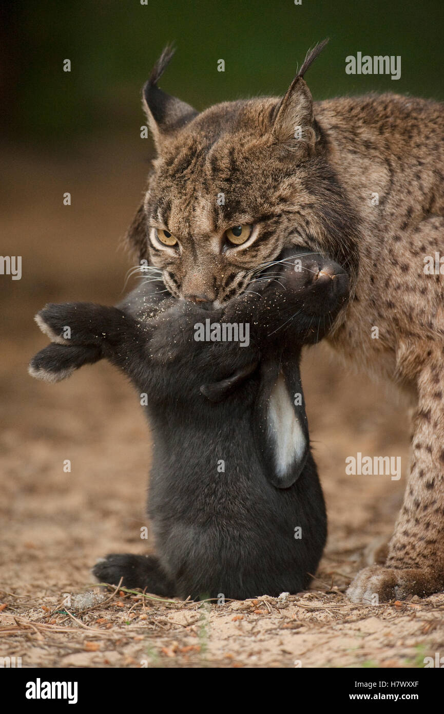 Spanish Lynx (Lynx pardinus) with European Rabbit (Oryctolagus ...