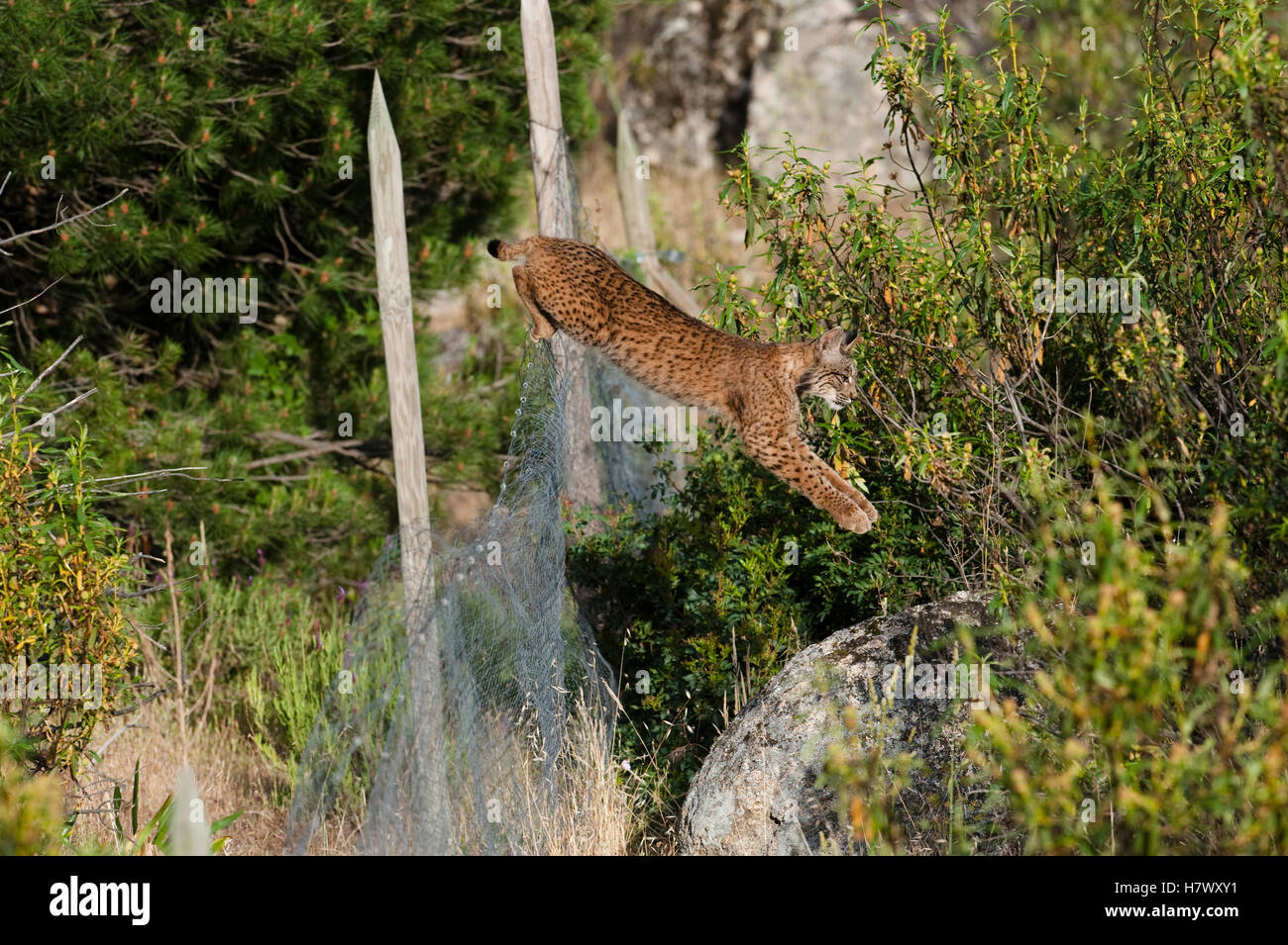 Spanish Lynx (Lynx pardinus) male jumping over fence that keeps other ...
