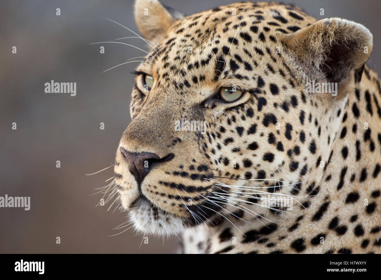 Leopard (Panthera pardus) portrait, Malamala Game Reserve, South Africa ...
