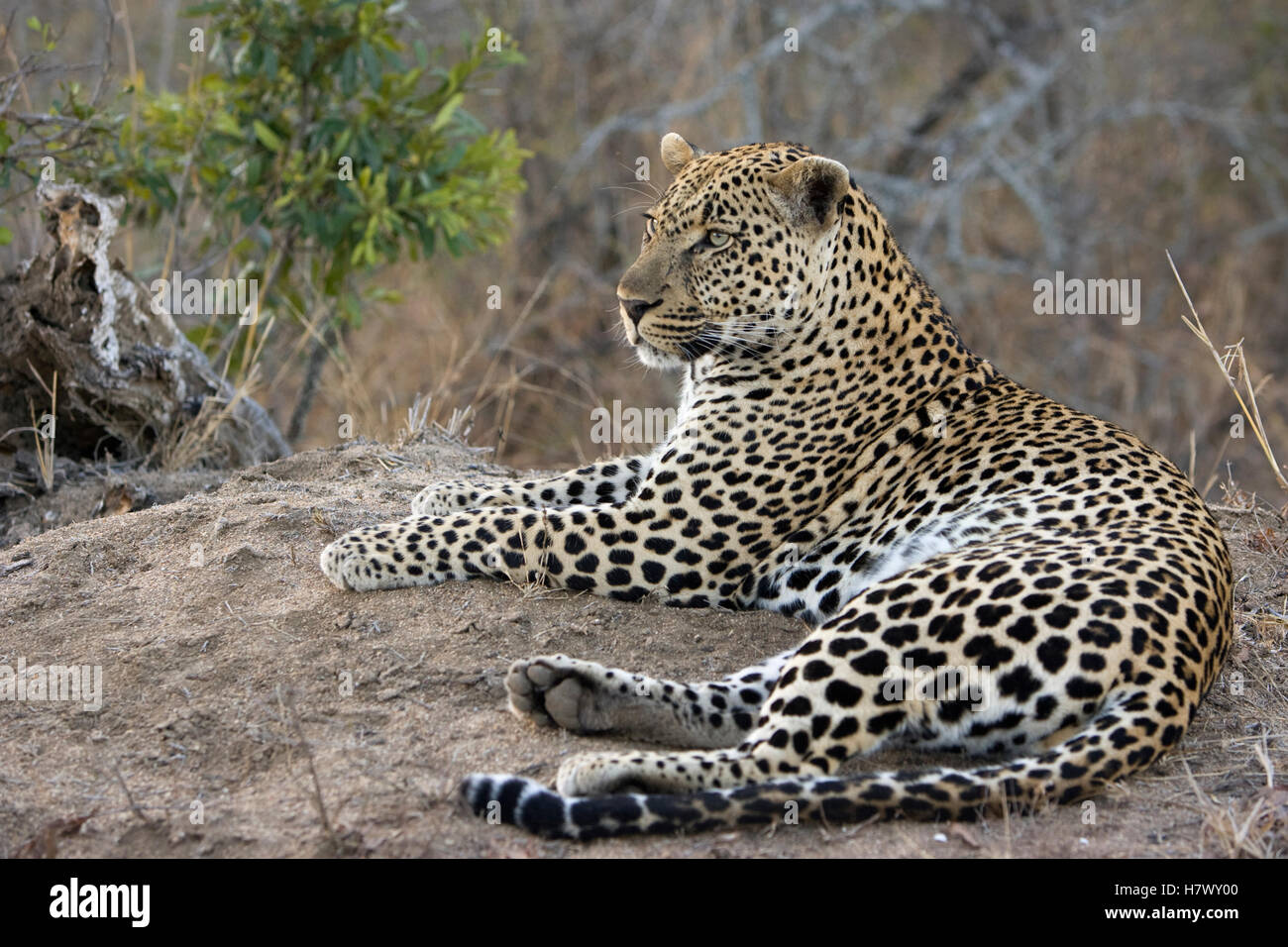 Leopard (Panthera pardus) reclining, Malamala Game Reserve, South ...