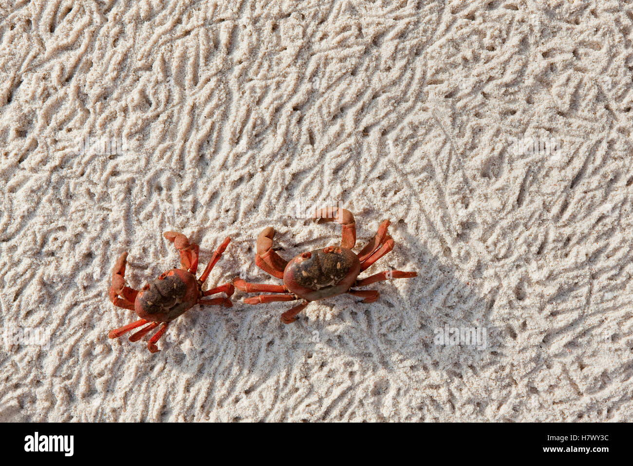 Christmas Island Red Crab (Gecarcoidea natalis) pair on beach the ...