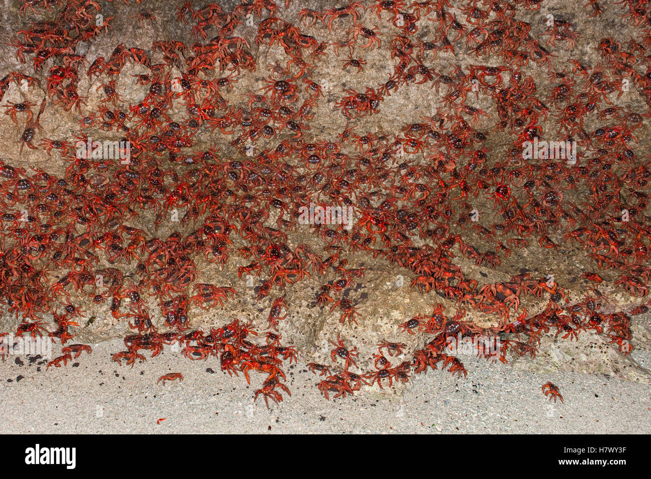 Christmas Island Red Crab (Gecarcoidea natalis) mass shortly before ...