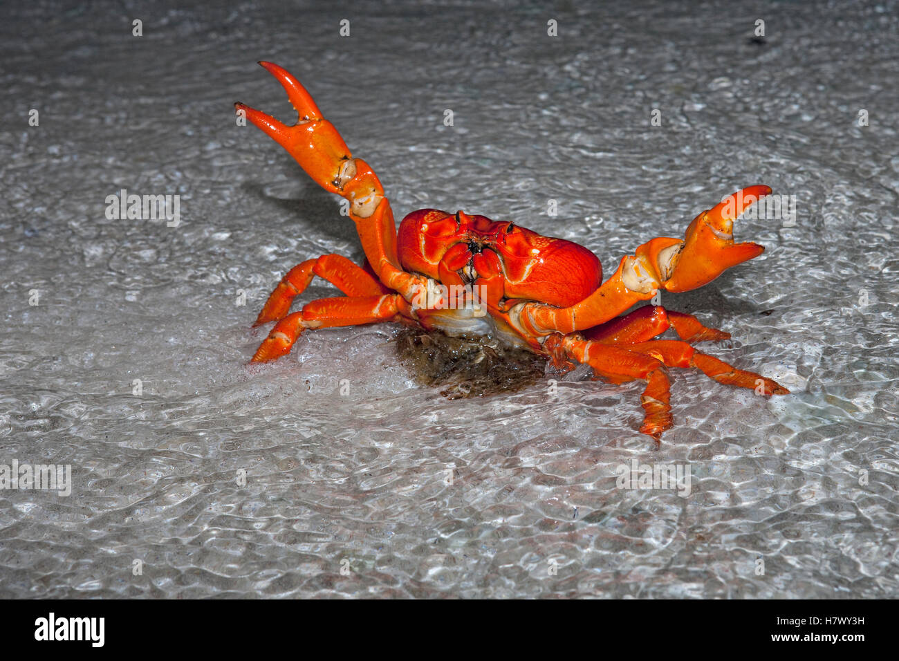 Christmas Island Red Crab (Gecarcoidea natalis) female spawning in ...