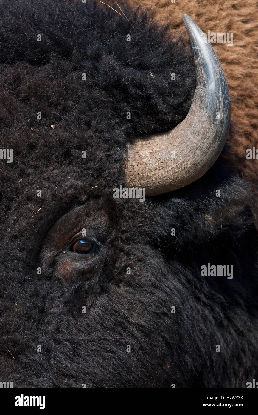American Bison (Bison bison) male showing horn and eye, South Dakota ...