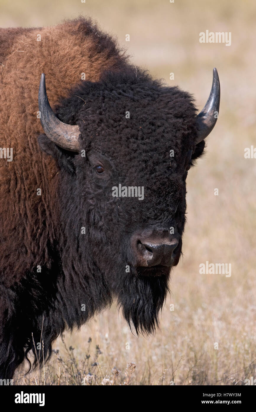 American Bison (Bison bison) male portrait, South Dakota Stock Photo ...