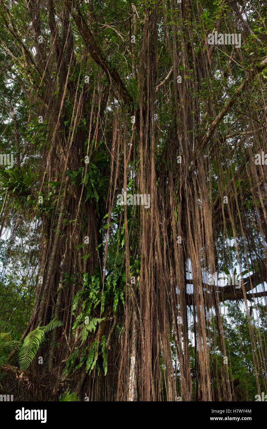 Strangler fig in rainforest showing aerial roots, Christmas Island ...