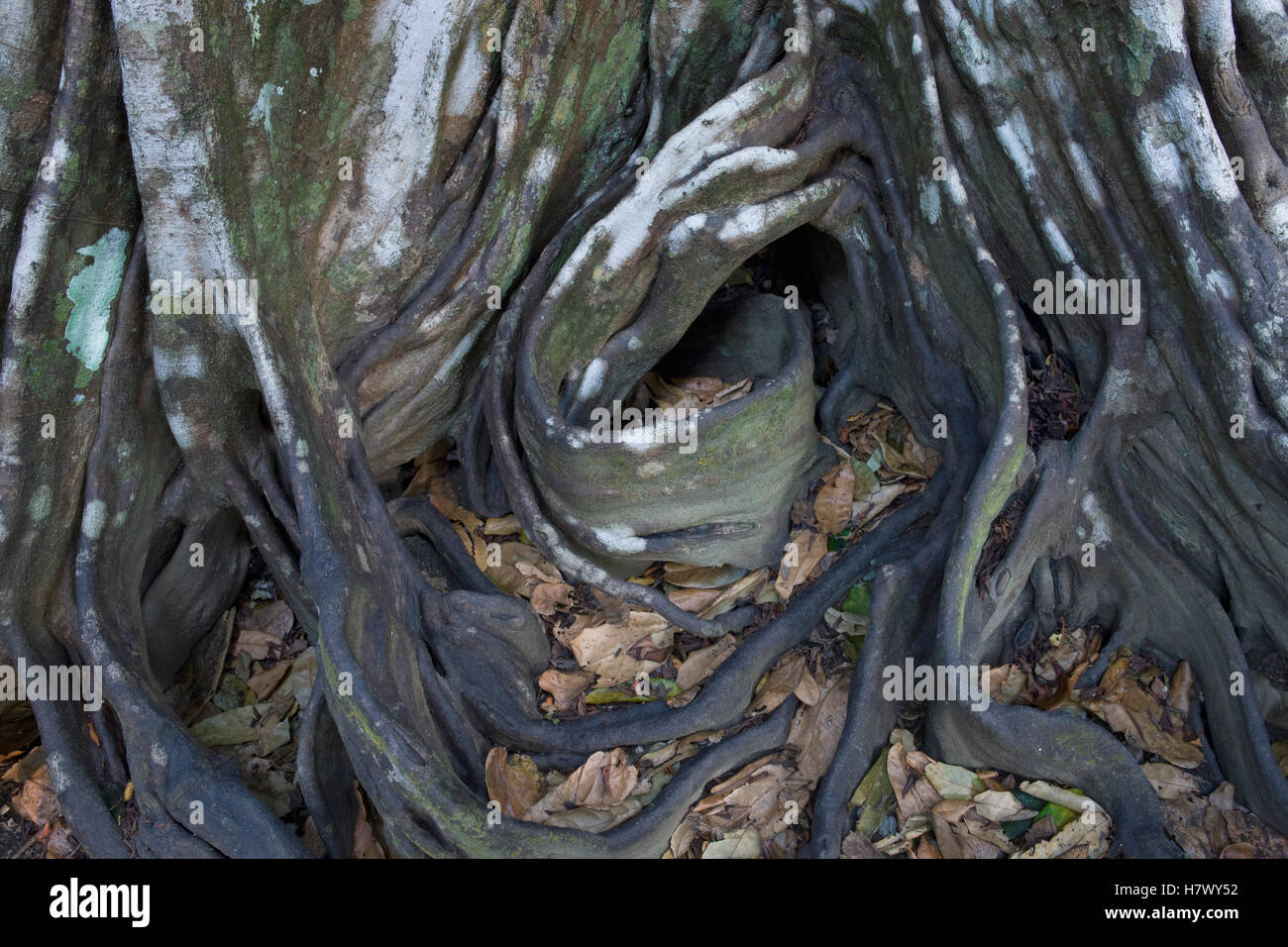 Buttress roots of chestnut tree, Christmas Island, Indian Ocean ...
