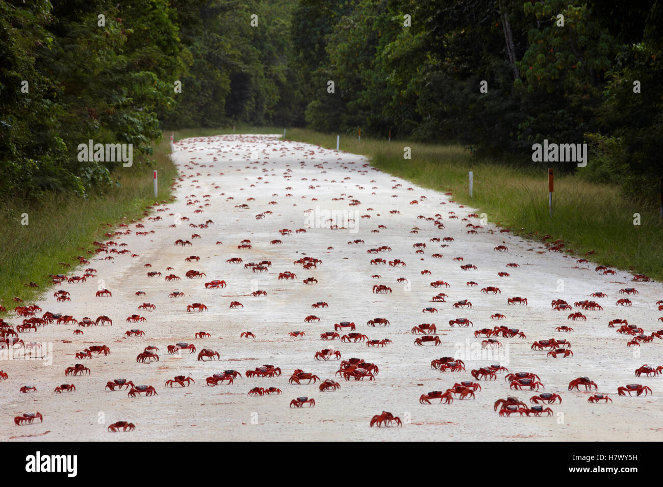 Christmas Island Red Crab (Gecarcoidea natalis) mass crossing road ...