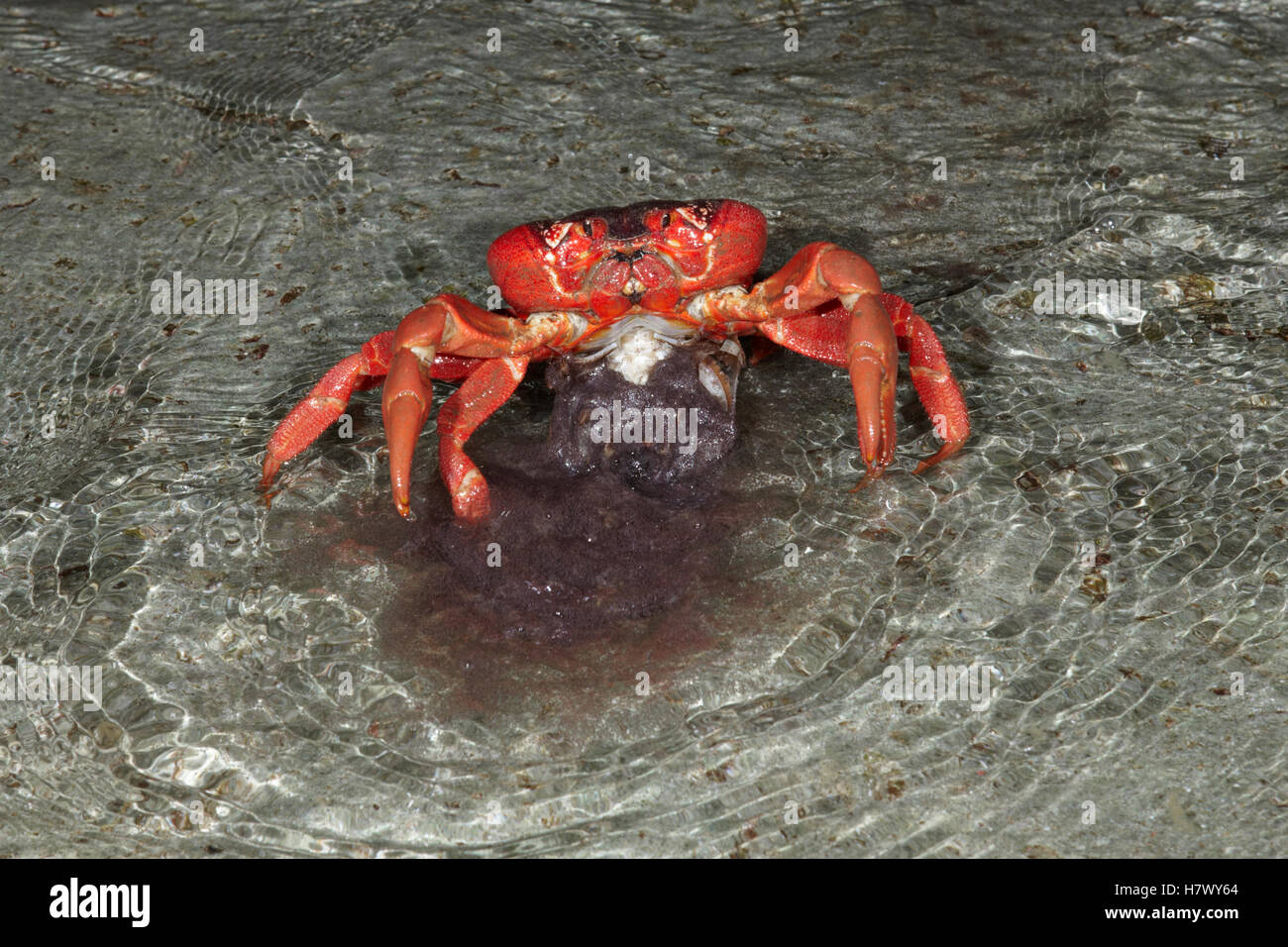 Christmas Island Red Crab (Gecarcoidea natalis) female spawning in ...