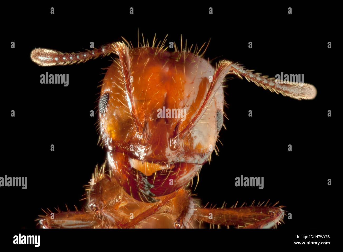 Red Imported Fire Ant (Solenopsis invicta), also known as RIFA, worker ...