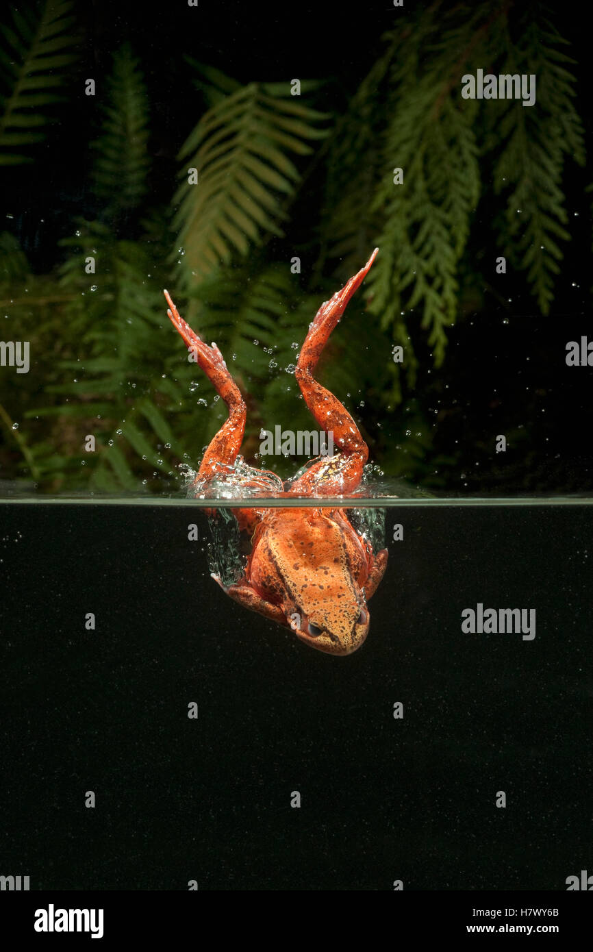 Red-legged Frog (Rana aurora) diving into water, Oregon Stock Photo - Alamy
