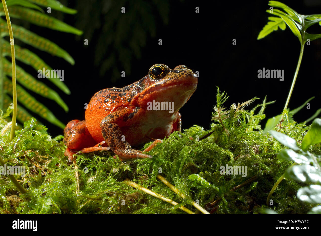 Red-legged Frog (Rana aurora) female on moss, Oregon Stock Photo - Alamy