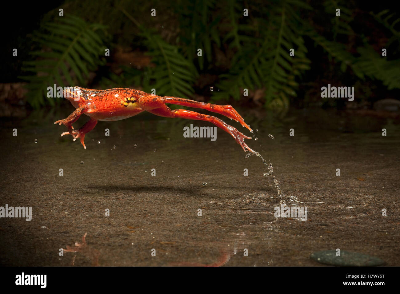 Red-legged Frog (Rana aurora) jumping, Oregon Stock Photo - Alamy
