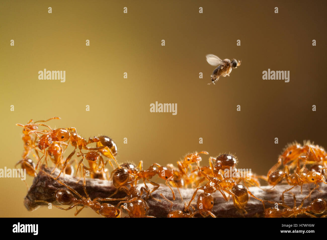 Phorid Fly (Pseudacteon obtusus) female flies above Red Imported Fire ...