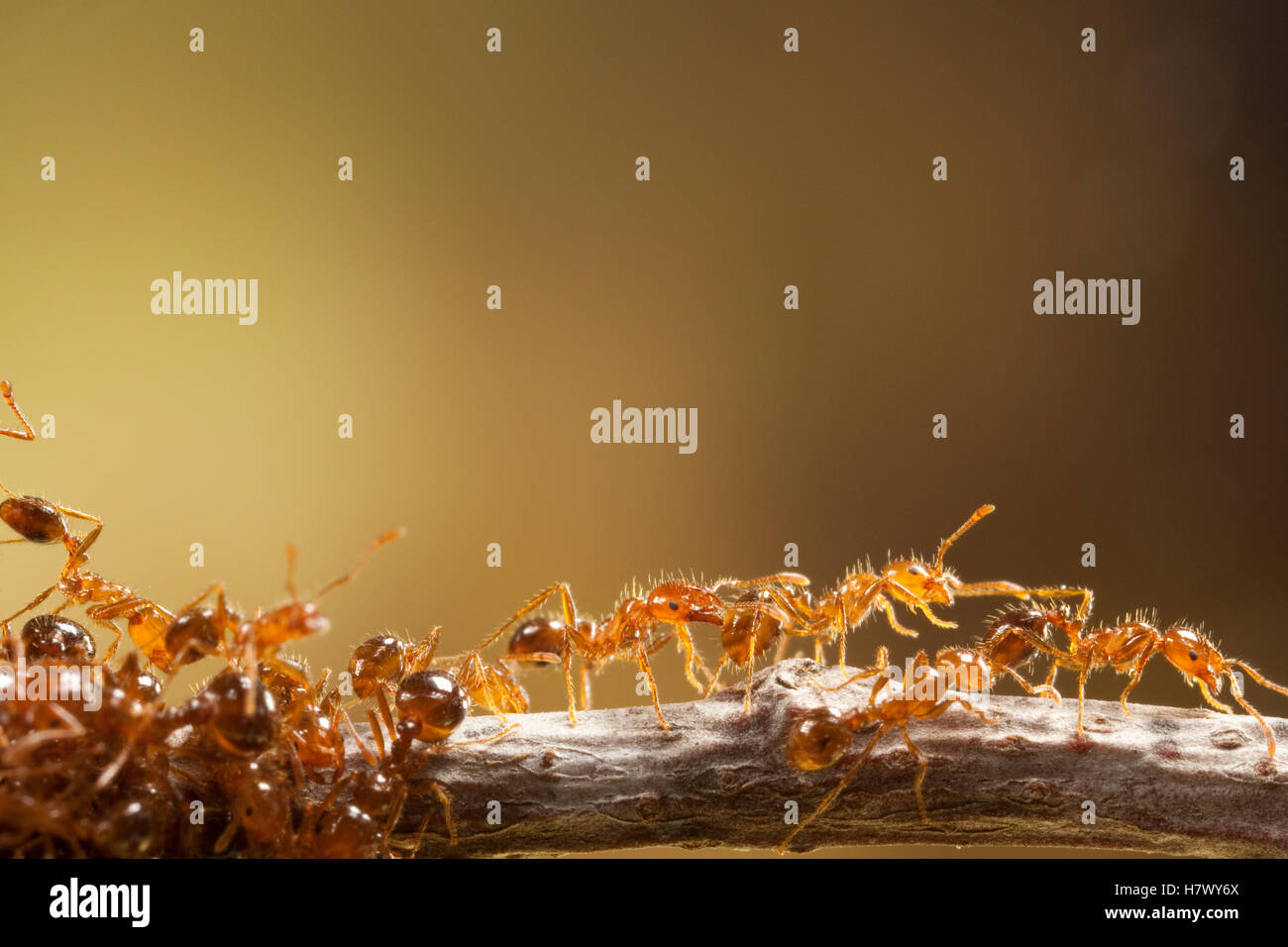 Red Imported Fire Ant (Solenopsis invicta) group, invasive introduced ...