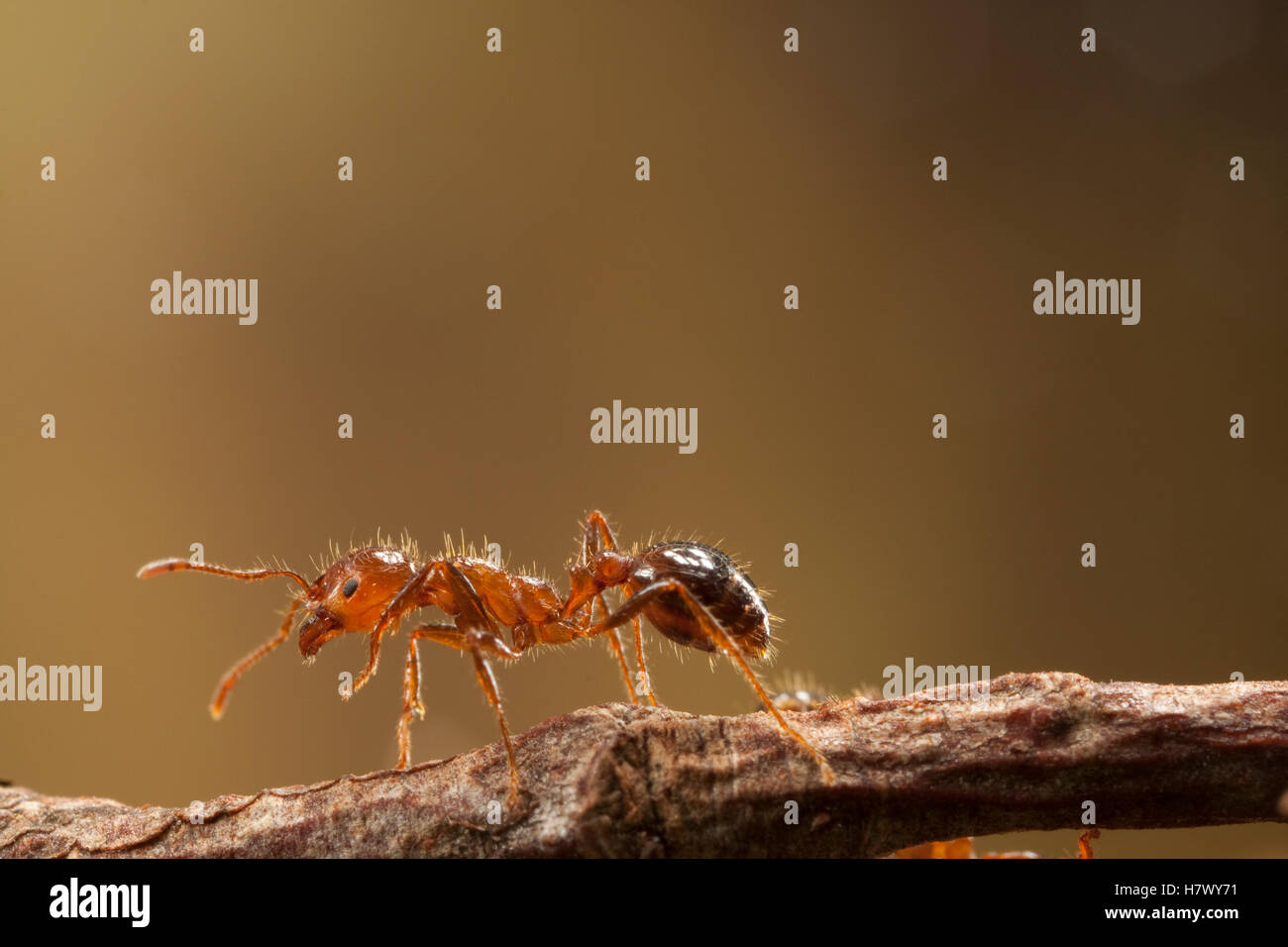 Red Imported Fire Ant (Solenopsis invicta) worker, an invasive ...