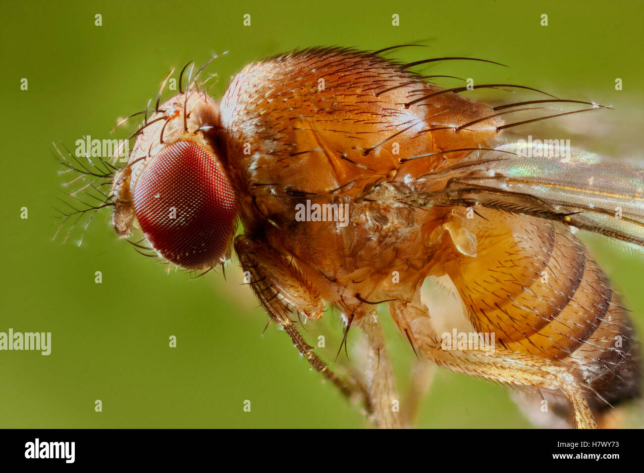 Spotted-wing Fruit Fly (Drosophila suzukii) female, a pest species to ...