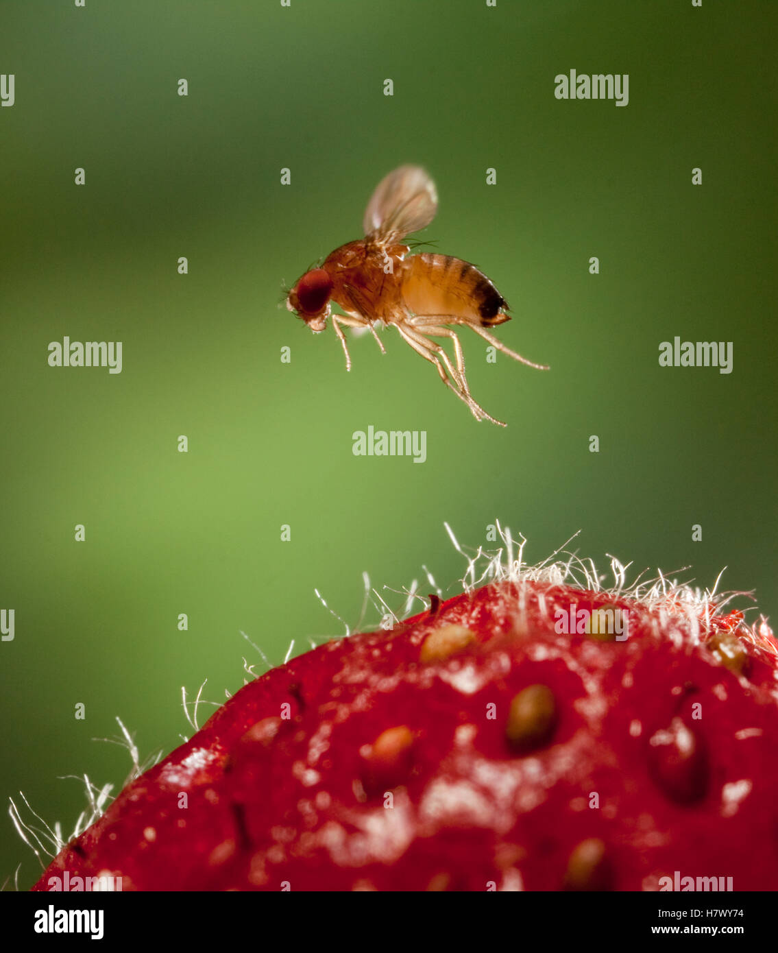 Spotted-wing Fruit Fly (Drosophila suzukii) approaching a fresh ...