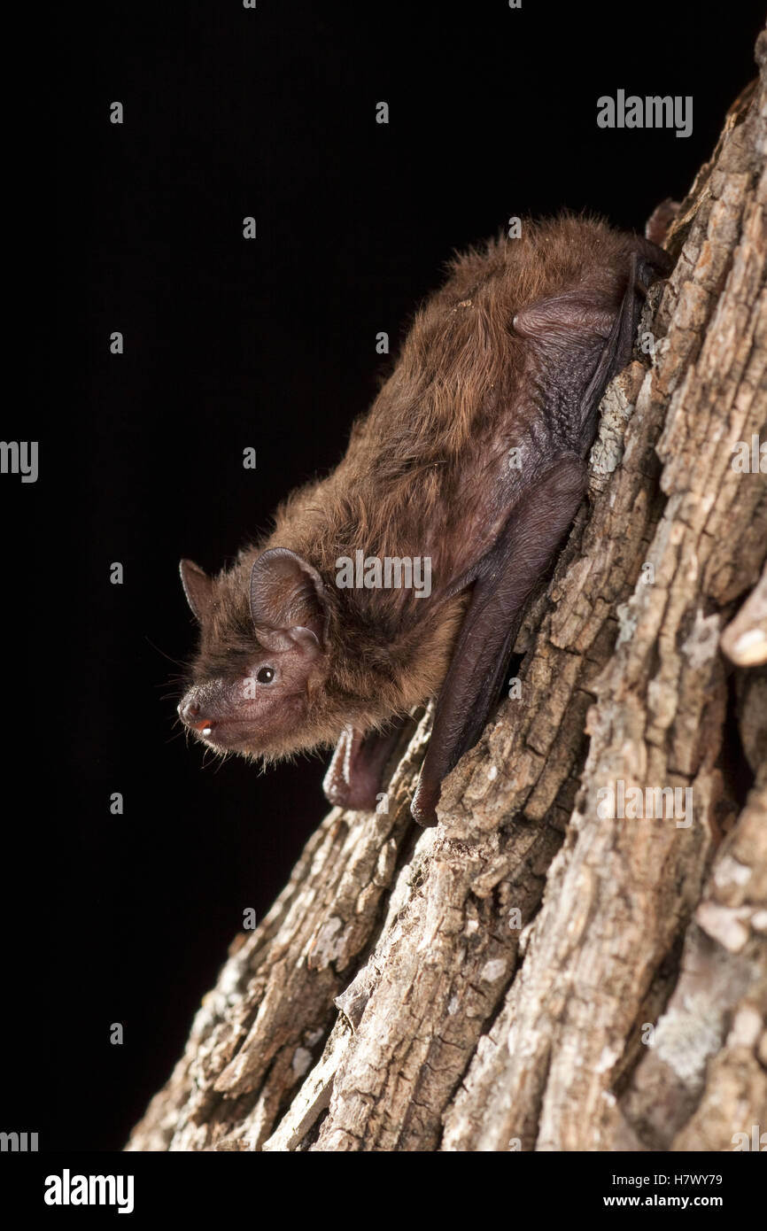 Evening Bat (Nycticeius humeralis) roosting at night, central Texas ...