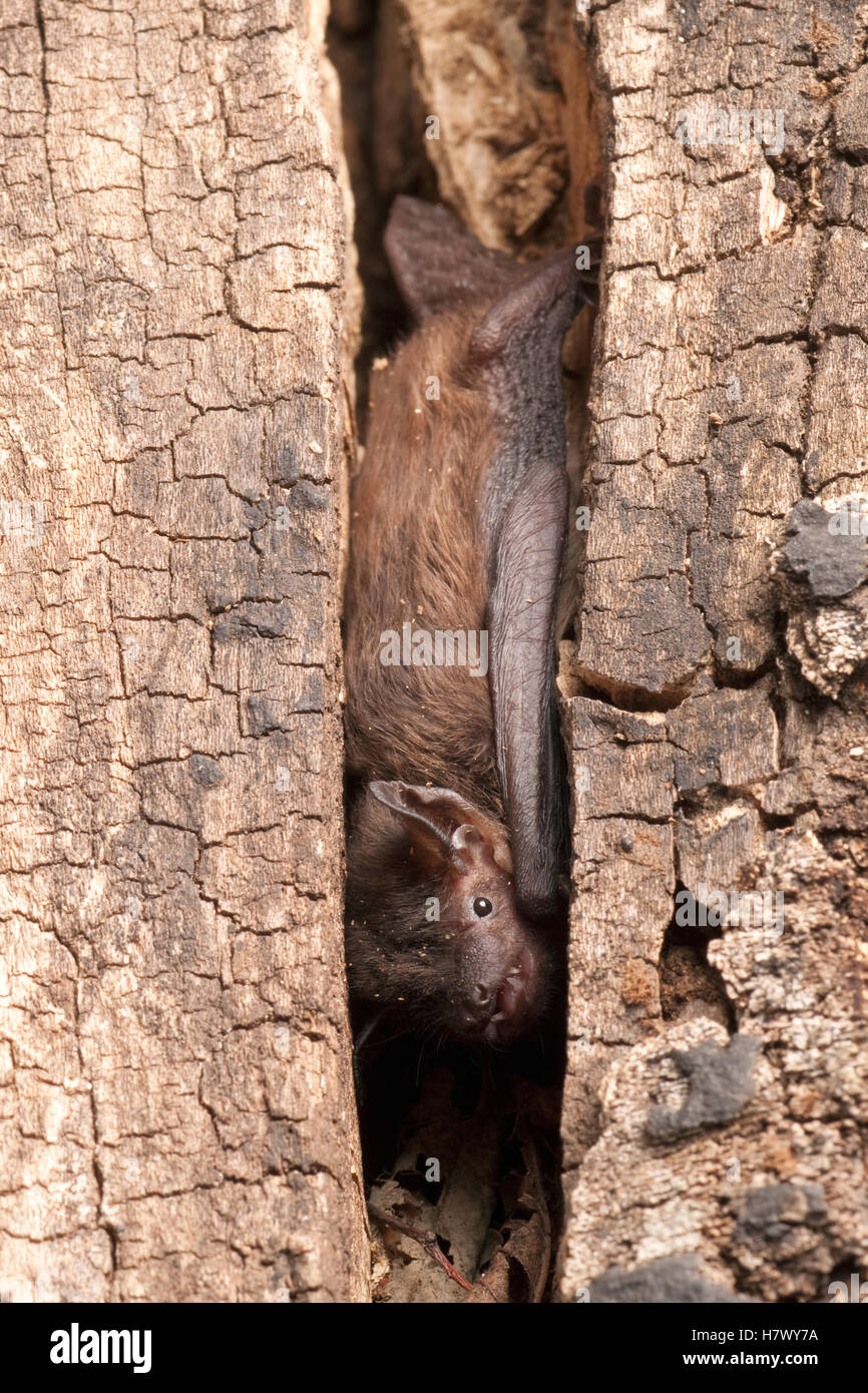 Evening Bat (Nycticeius humeralis) tucked into the crevice of dead snag ...