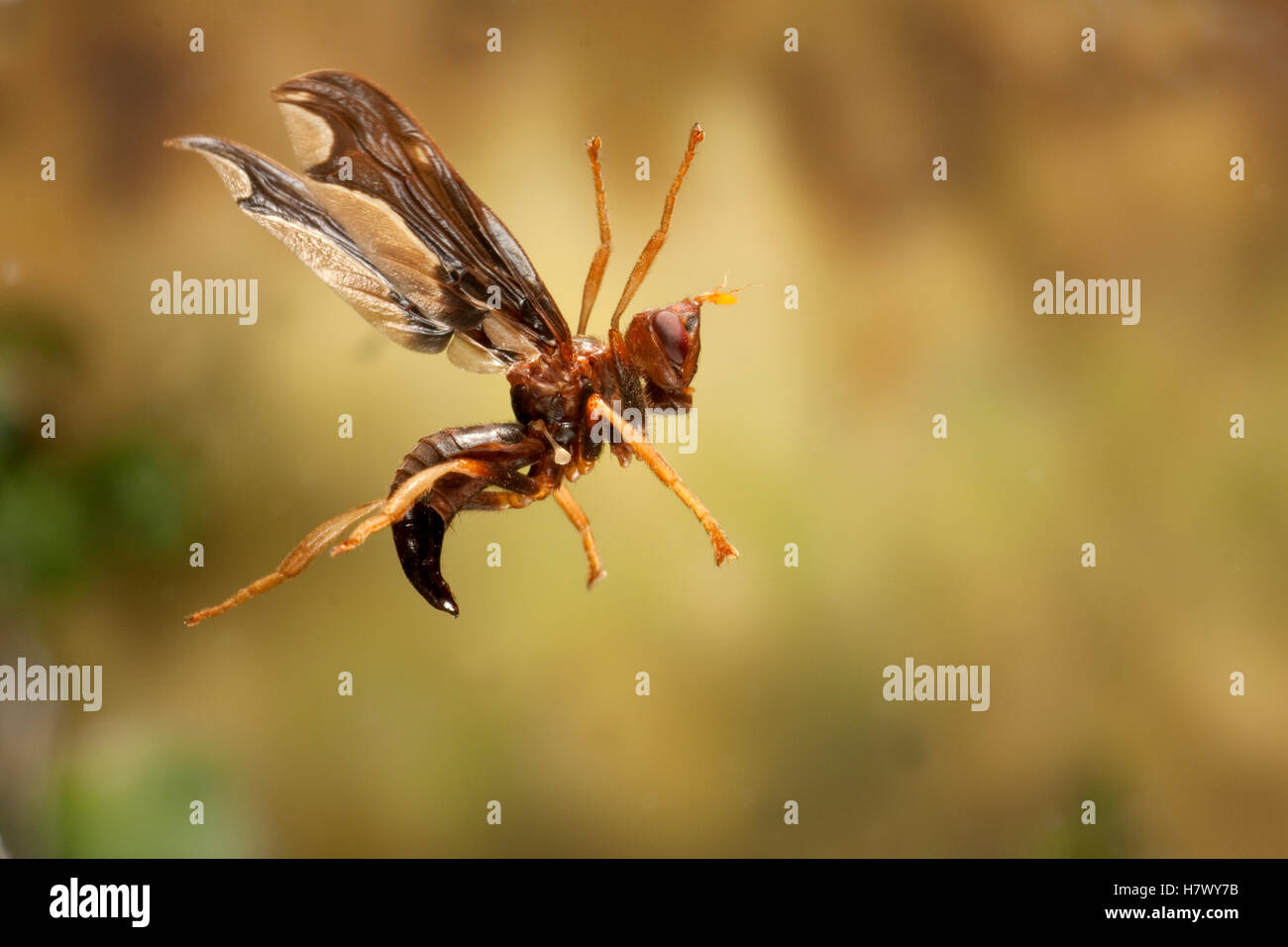 Light Fly (Pyrgota undata) flying, central Texas Stock Photo - Alamy