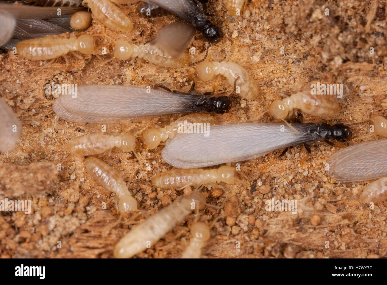 Eastern Subterranean Termite (Reticulitermes flavipes) workers and ...
