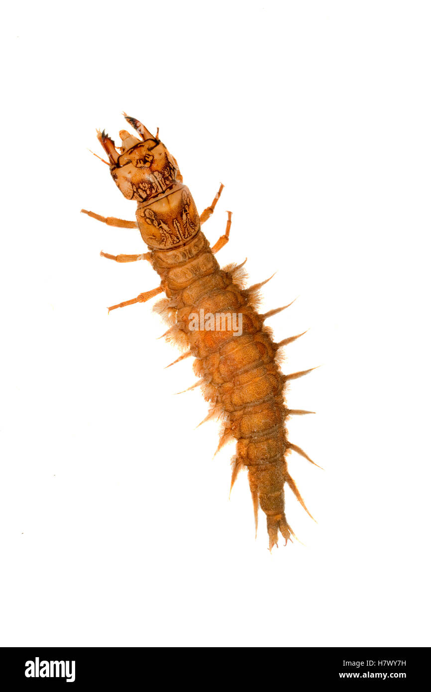 Dobsonfly (Corydalus cornutus) larva, also called a hellgrammite ...
