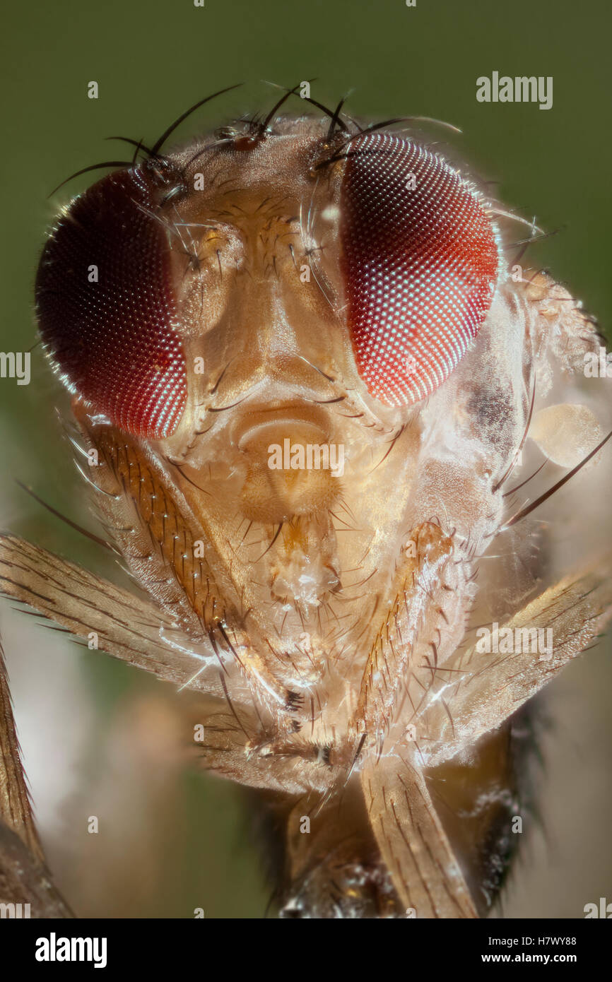 Spotted-wing Fruit Fly (Drosophila suzukii) male, a pest species to ...